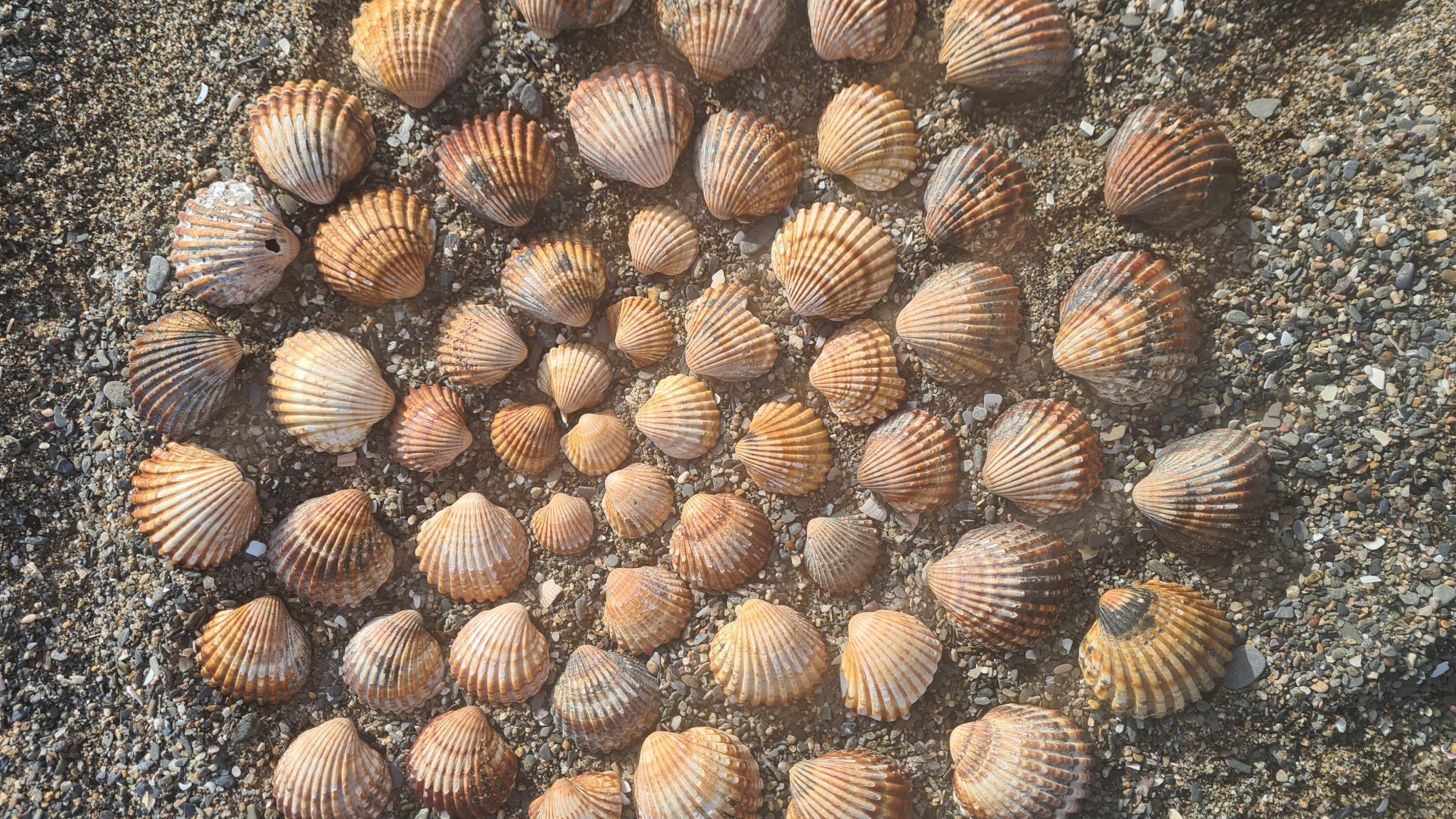 Mandala maken met schelpen • Met Zonder Jas