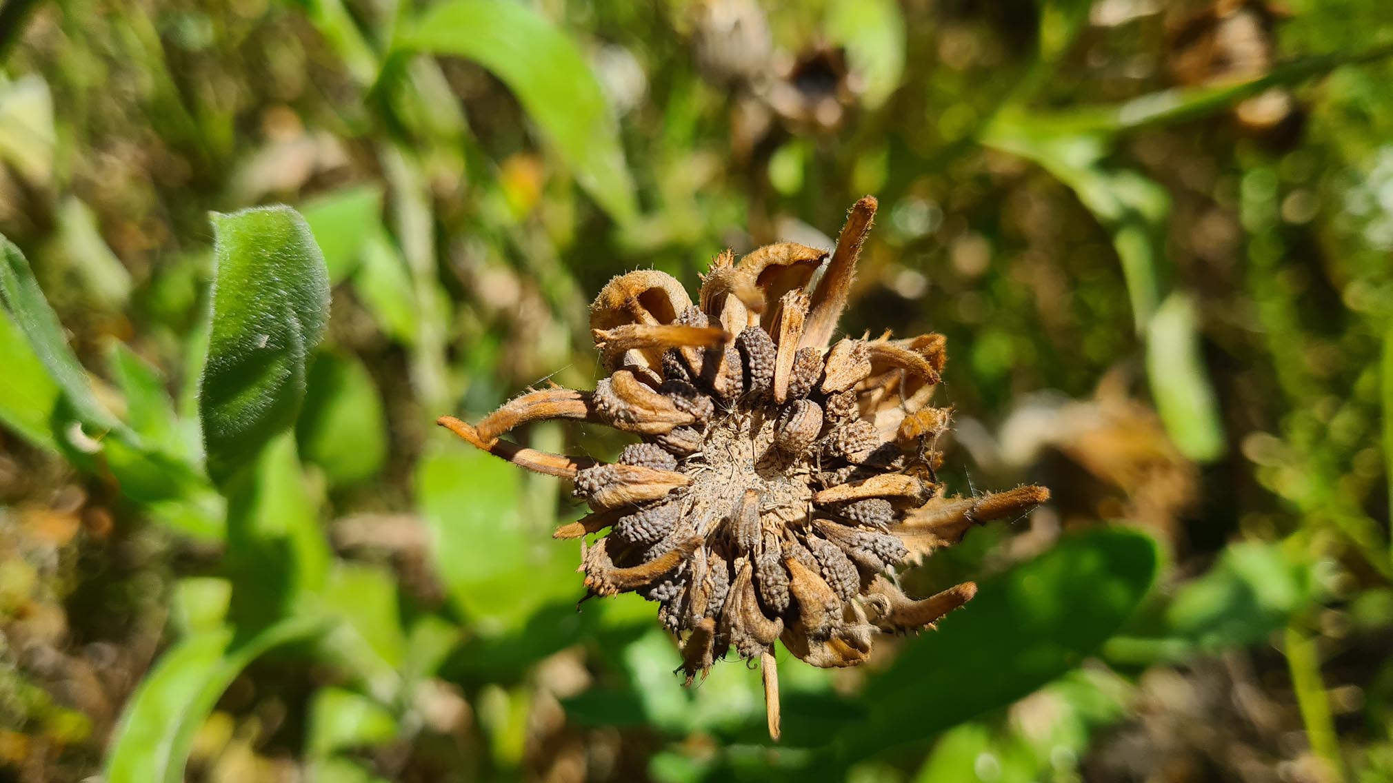 Goudsbloem zaadjes oogsten • Met Zonder Jas