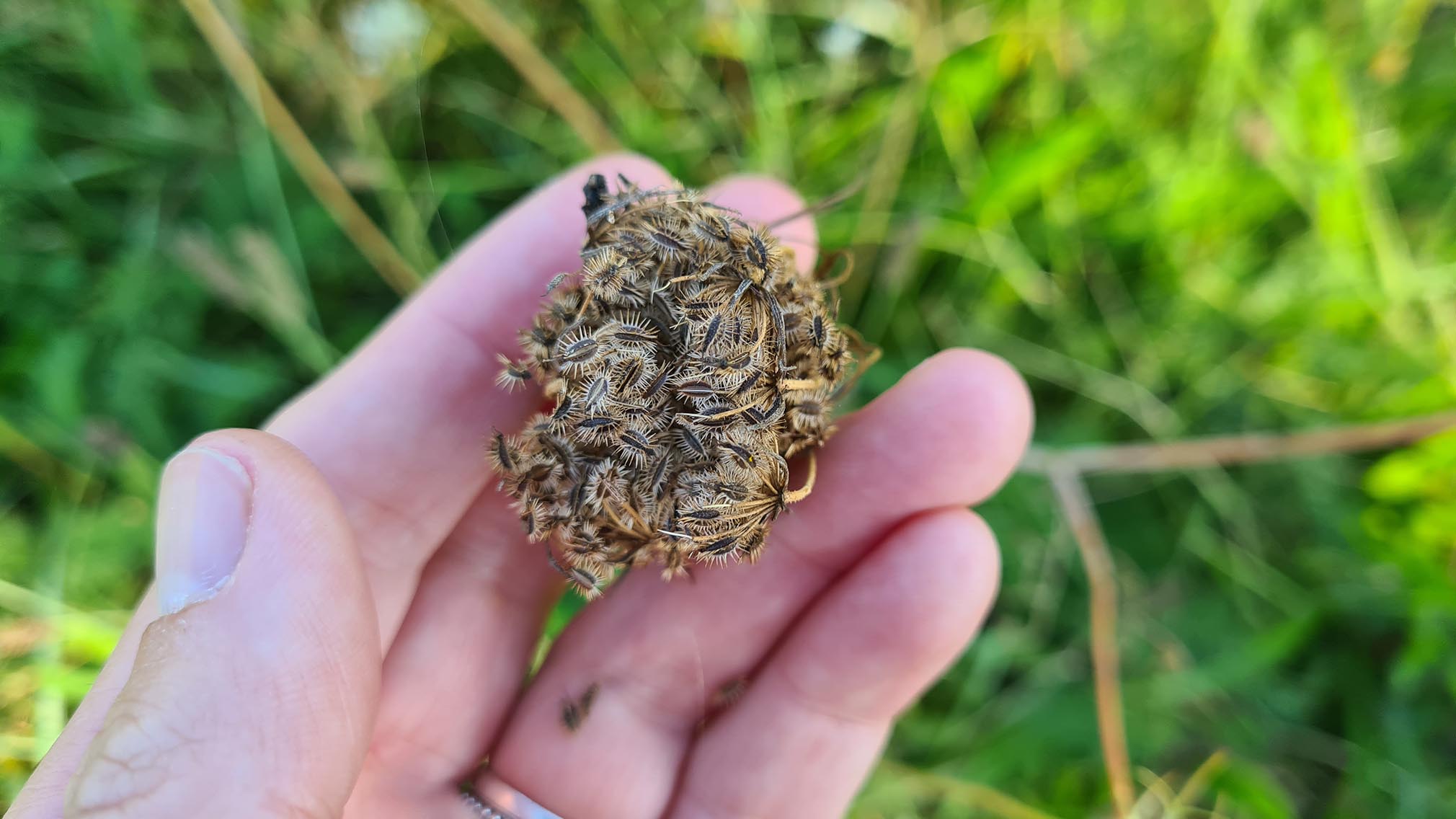 wilde peen zaadjes oogsten • Met Zonder Jas